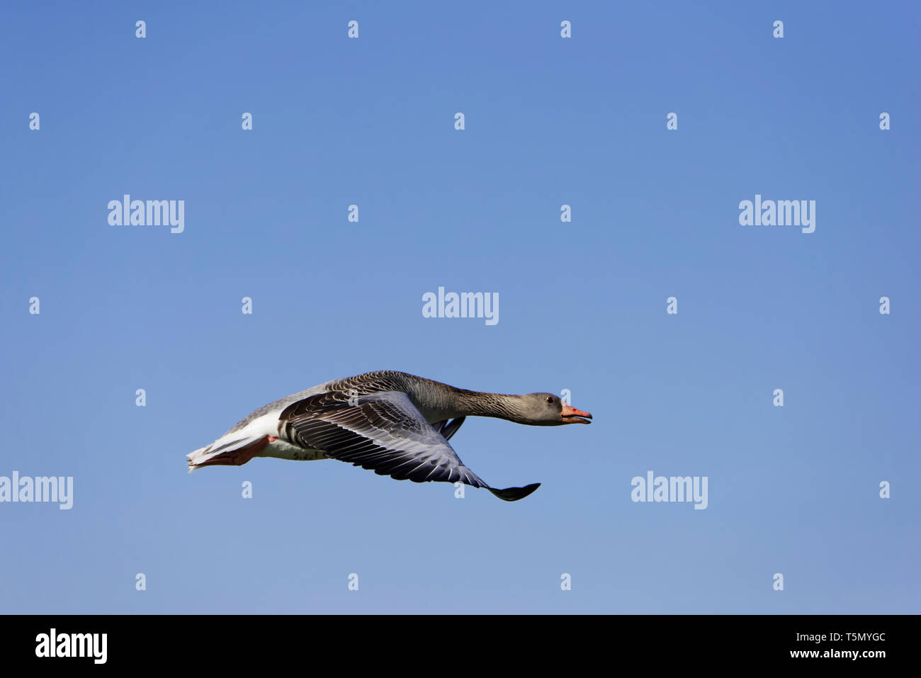 Wilde gans hi-res stock photography and images - Alamy