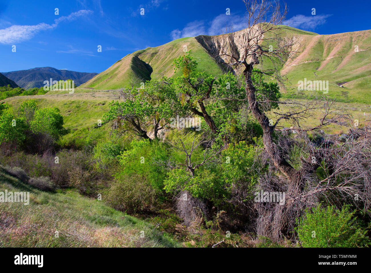 Riparian forest along San Emigdio Canyon Trail, Wind Wolves Preserve ...
