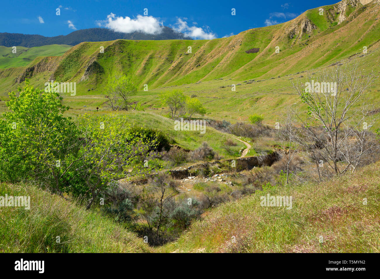 Riparian forest along San Emigdio Canyon Trail, Wind Wolves Preserve ...