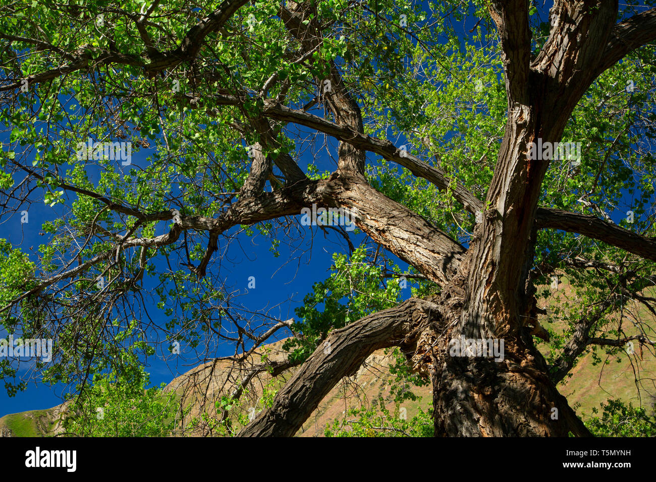 Cottonwood, Wind Wolves Preserve, California Stock Photo - Alamy