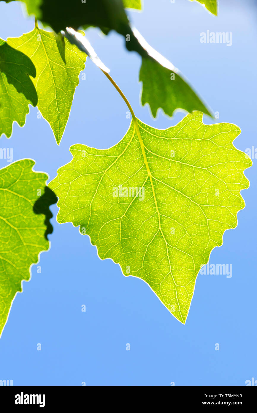 Cottonwood leaves hi-res stock photography and images - Alamy