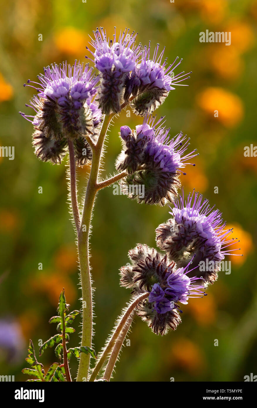 Phacelia with Fiddlenecks, Kern County, California Stock Photo - Alamy