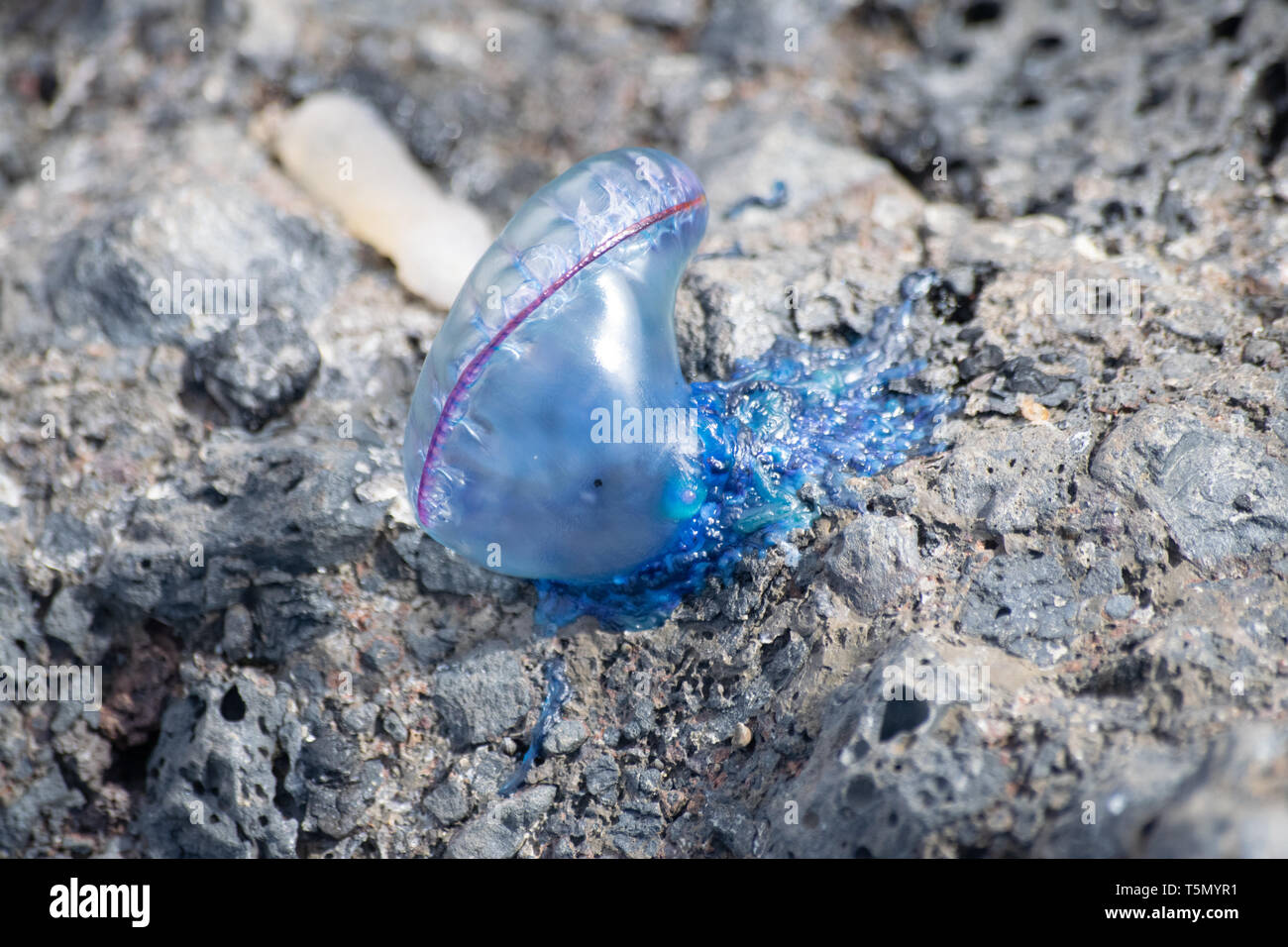 Portuguese man o war sting hi-res stock photography and images - Alamy