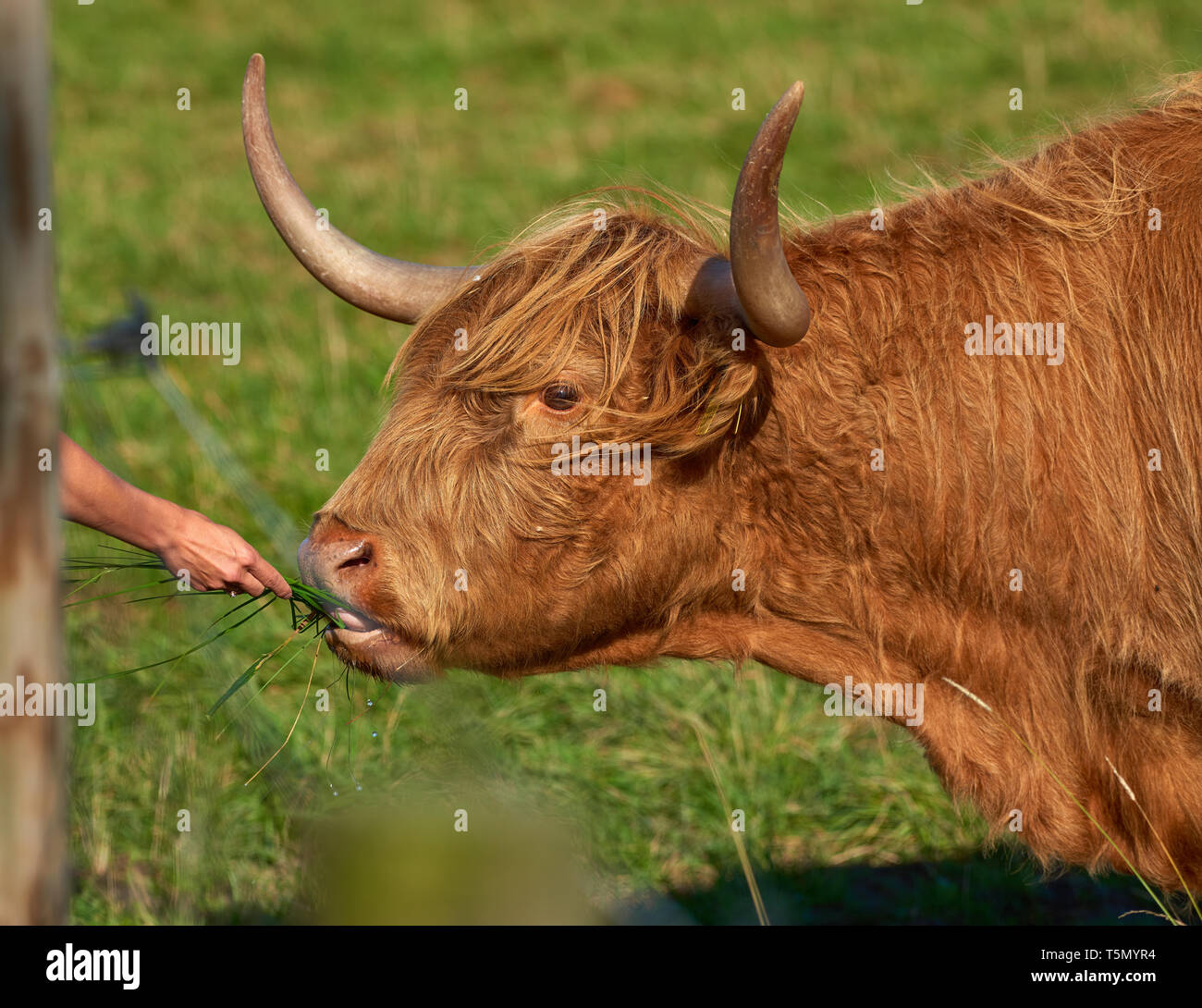 Hand feeding cow hi-res stock photography and images - Alamy