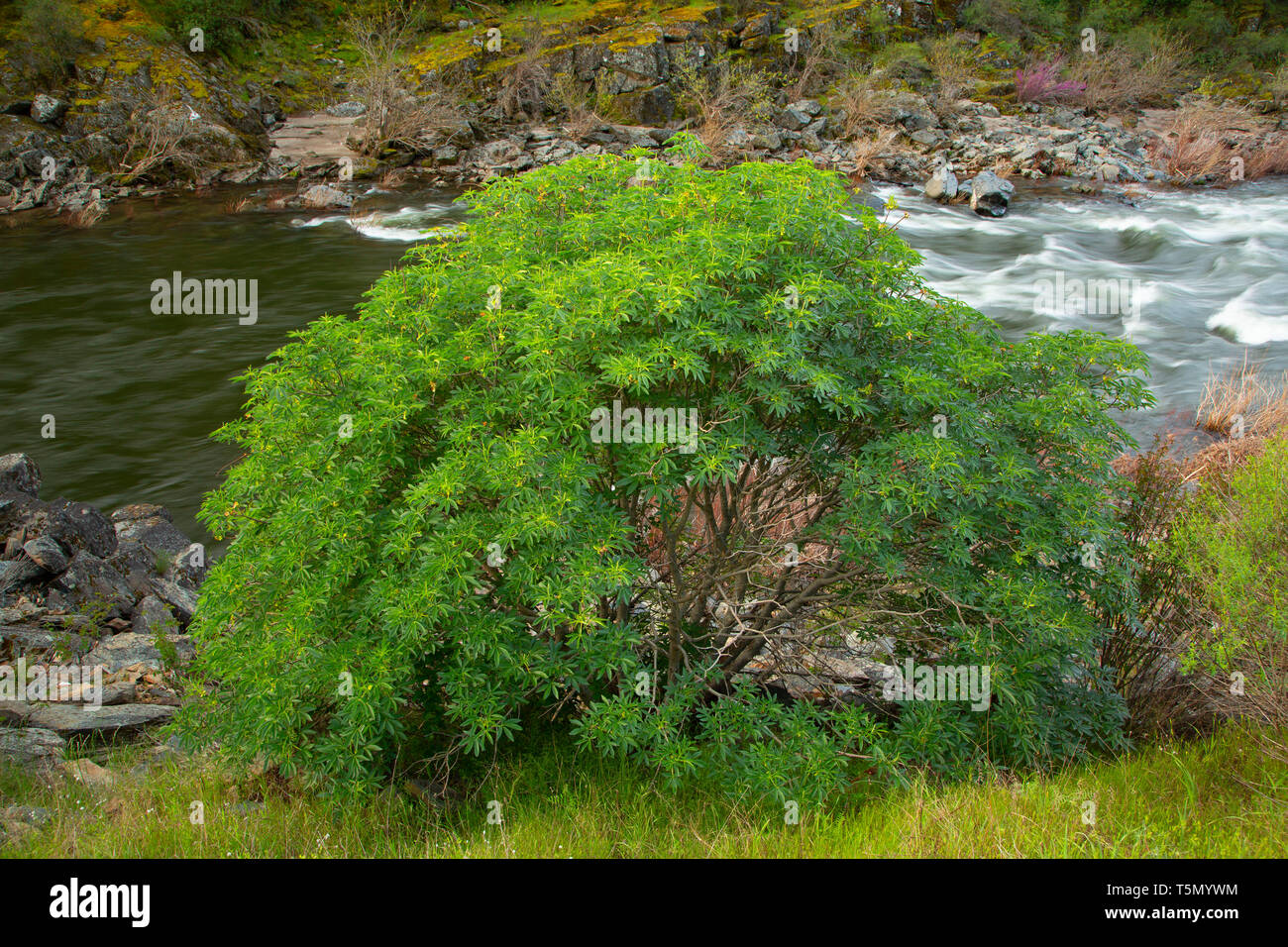 California buckeye (Aesculus californica), Merced Wild and Scenic River ...