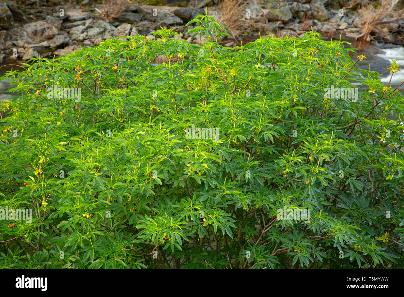 California Buckeye High Resolution Stock Photography and Images - Alamy