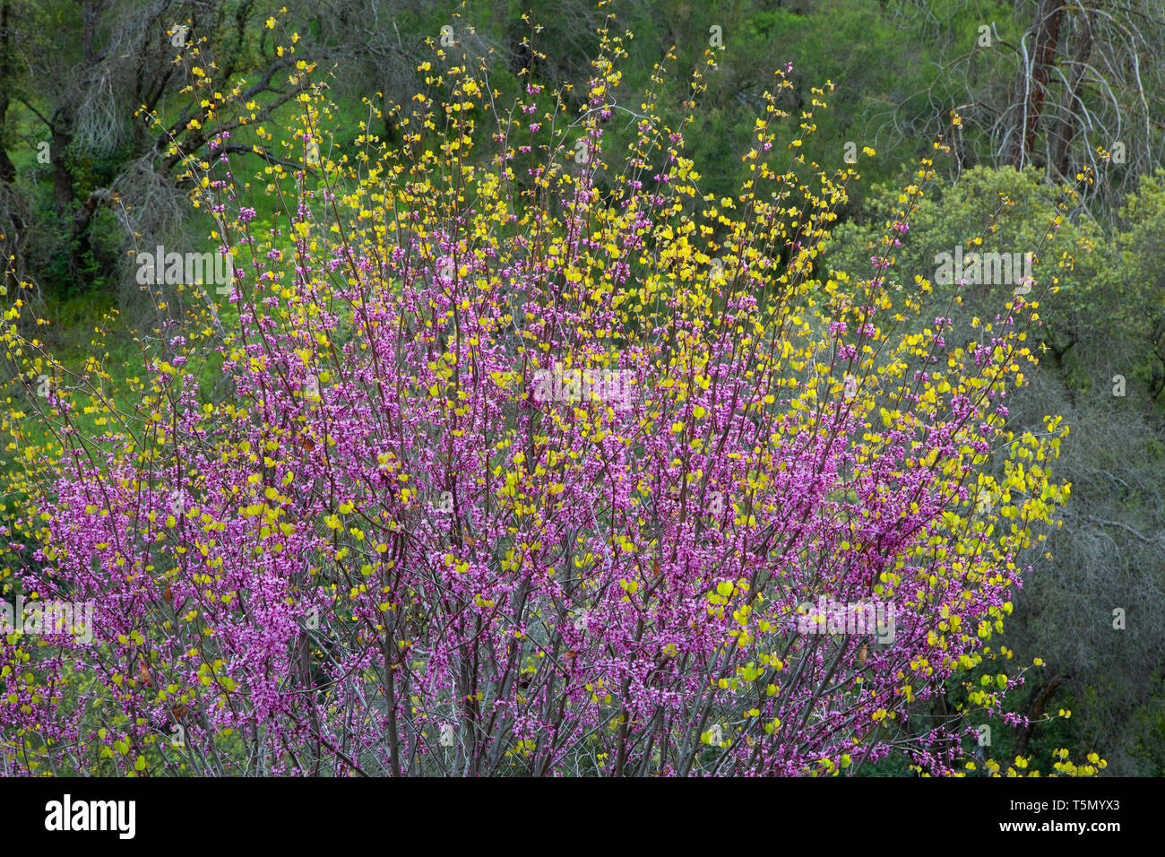 Western redbud hi-res stock photography and images - Alamy