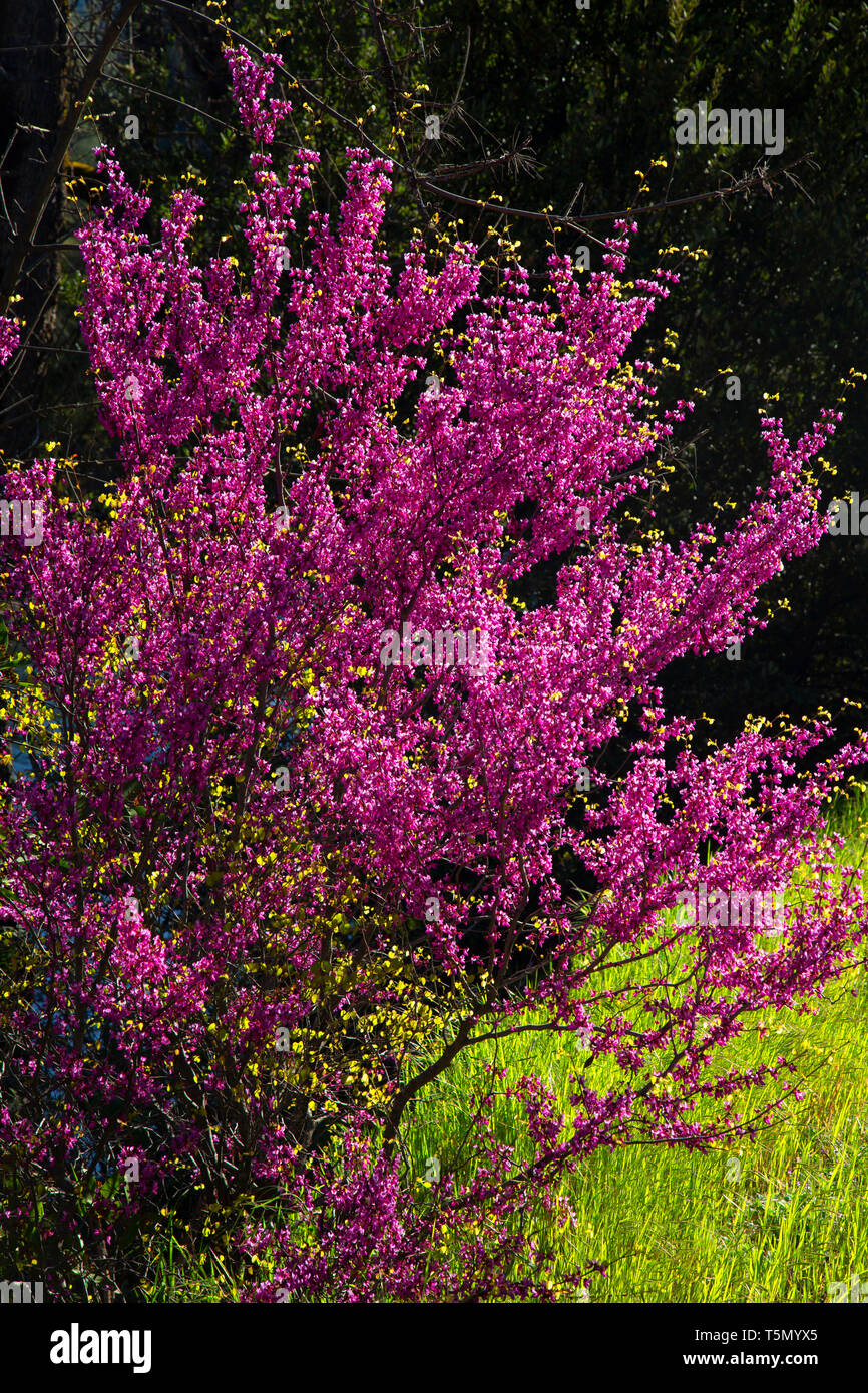 Sierra nevada wildflower hi-res stock photography and images - Alamy