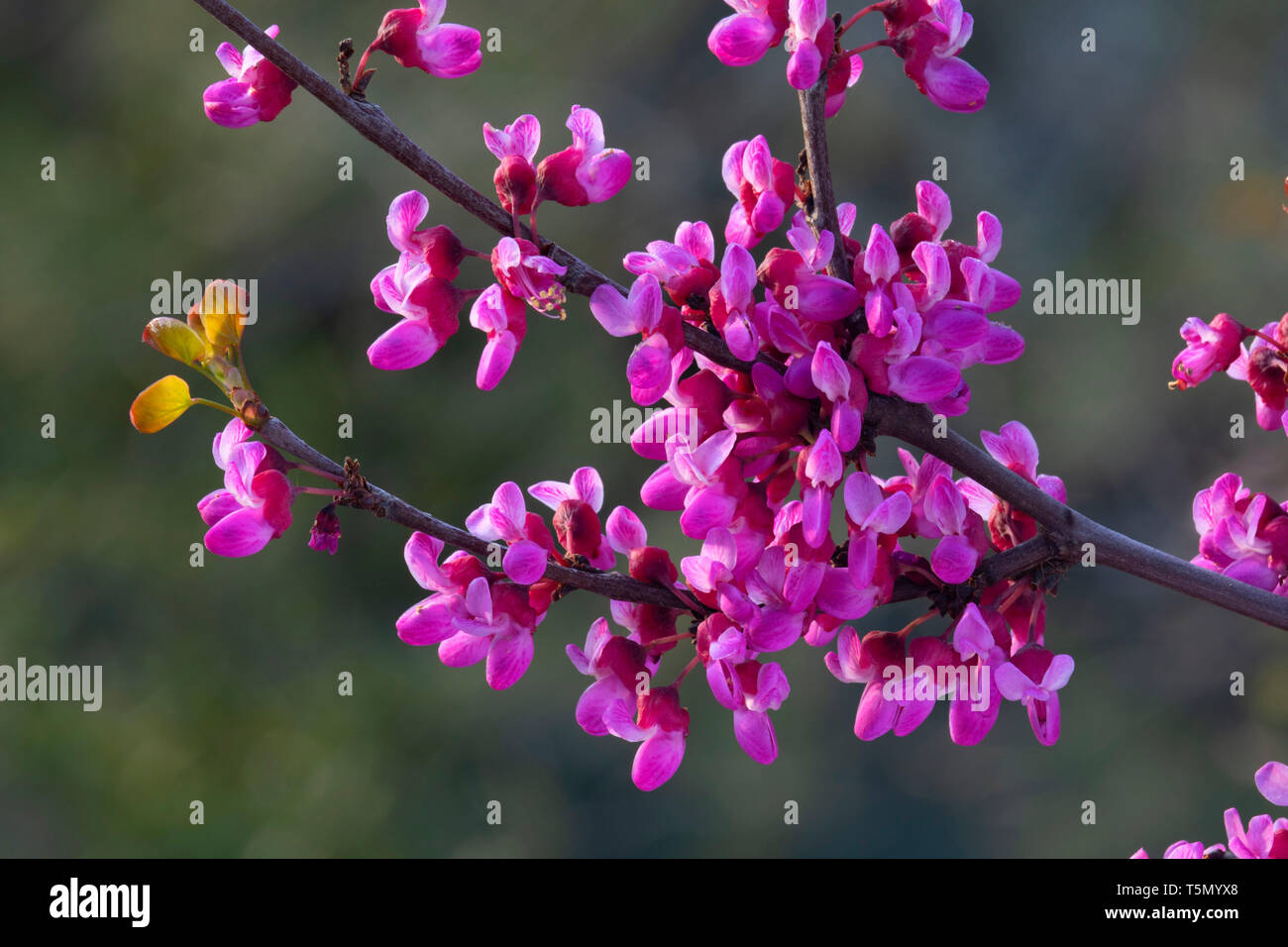 Redbud in bloom, Merced Wild and Scenic River, Merced River Recreation ...