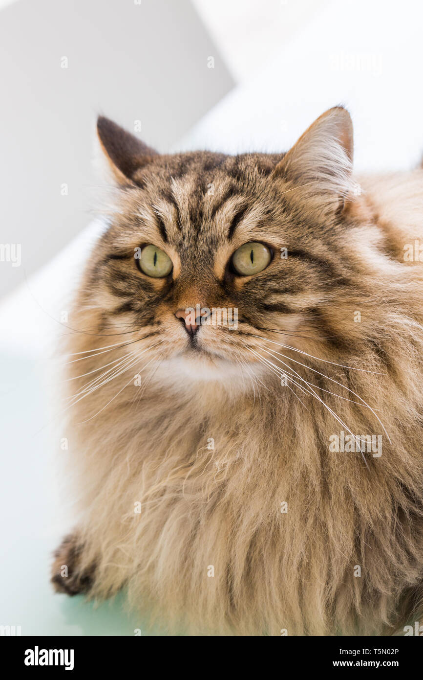 Long haired cat of siberian breed outdoor in relax Stock Photo - Alamy
