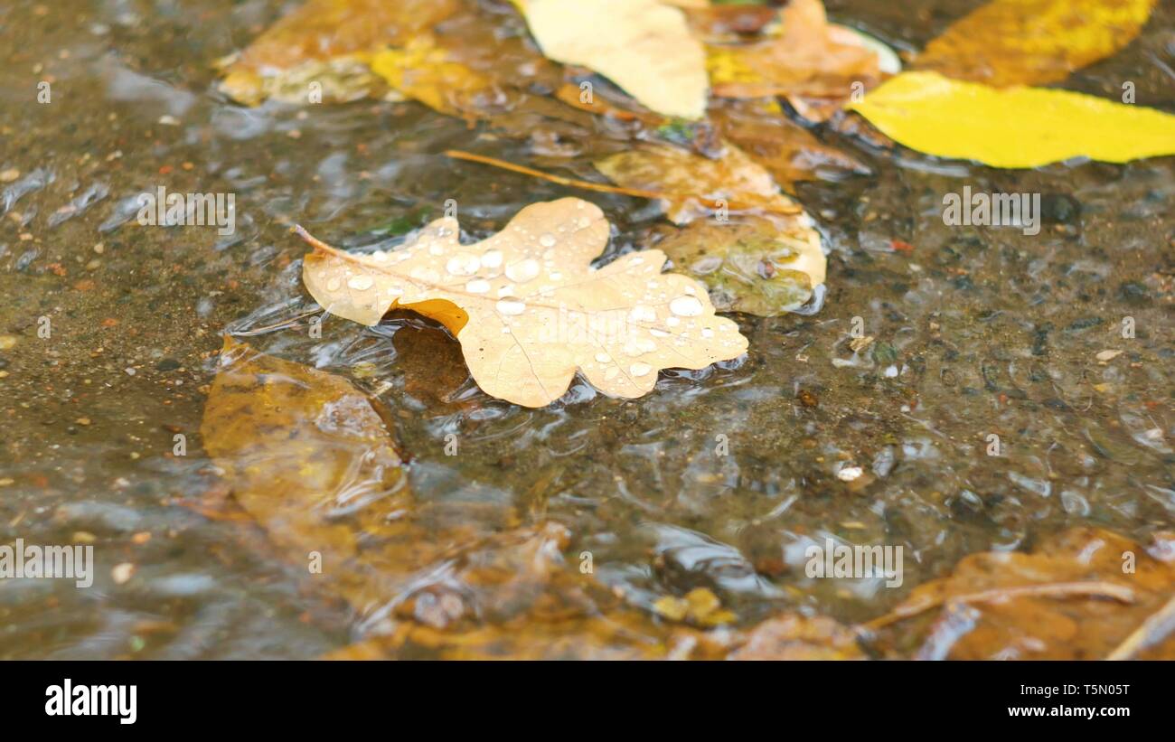 Leaf drifting water hi-res stock photography and images - Alamy