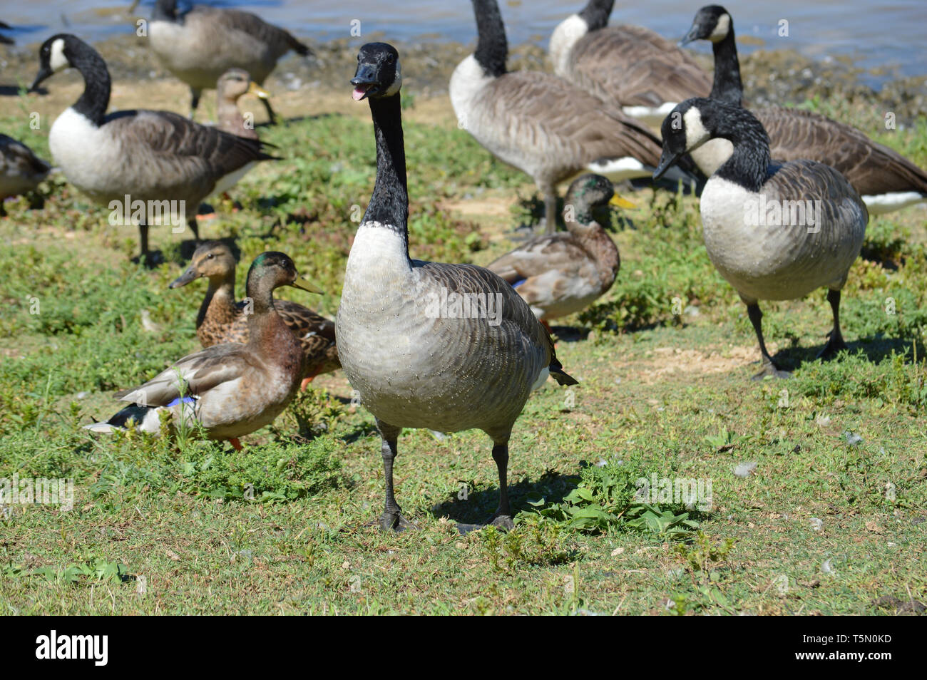 Canadian Geese Walking Stock Photo - Alamy
