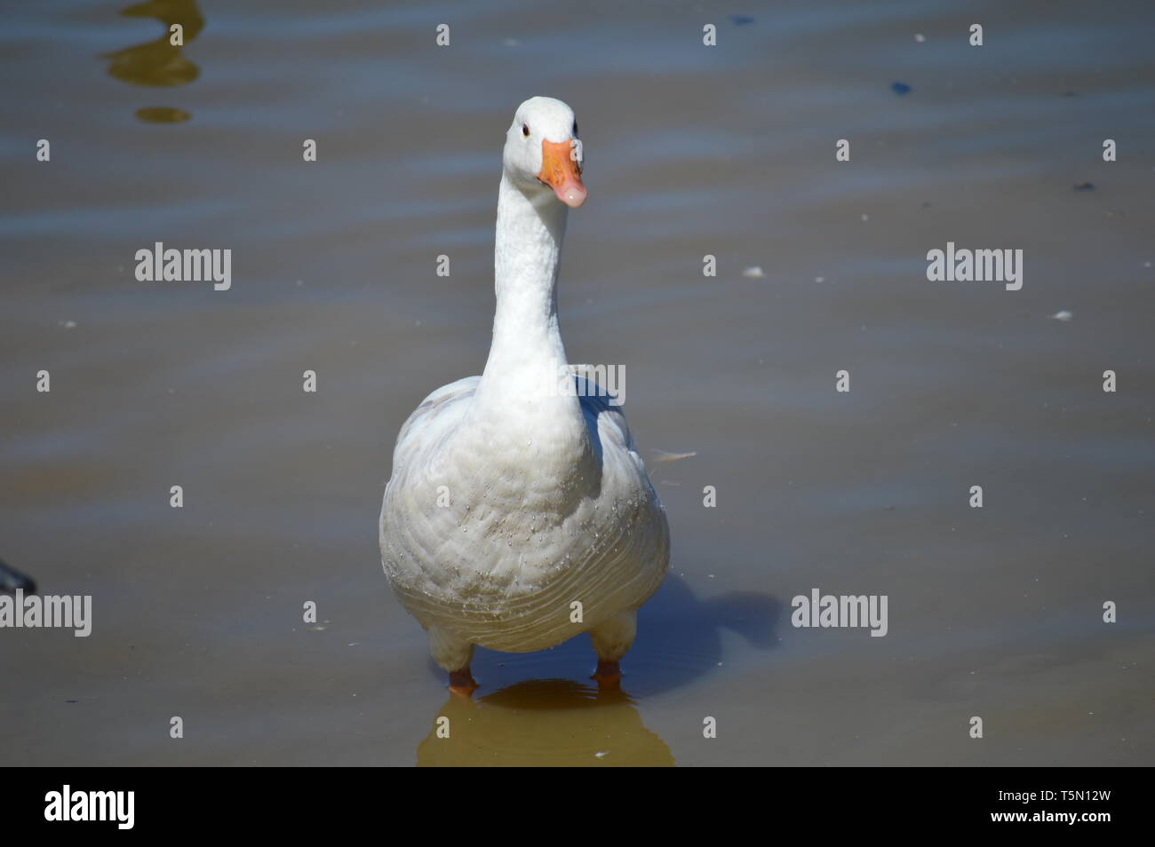 Duck in Pond Looking at Camera Stock Photo - Alamy