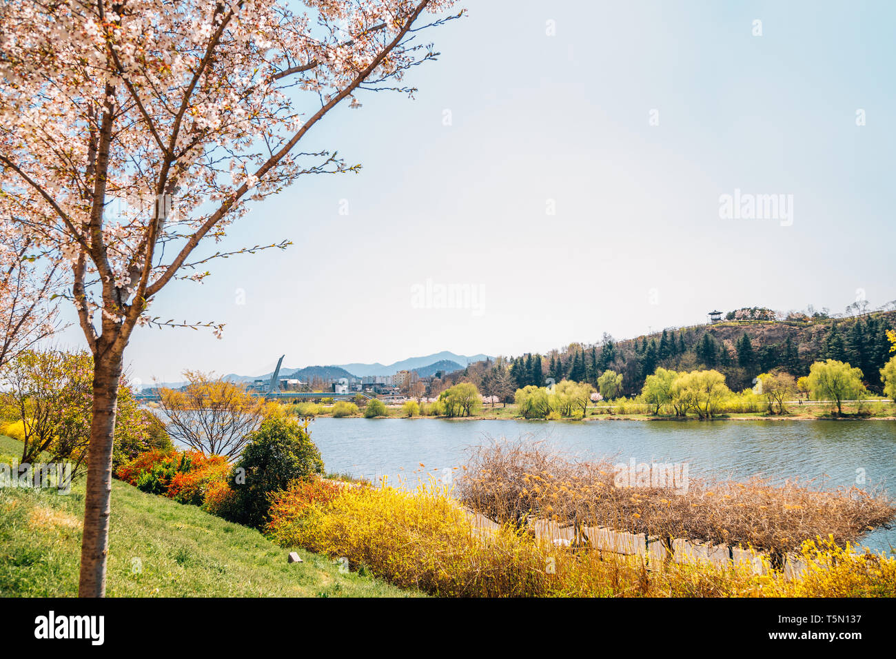 Dongchon riverside park spring scenery in Daegu, Korea Stock Photo - Alamy