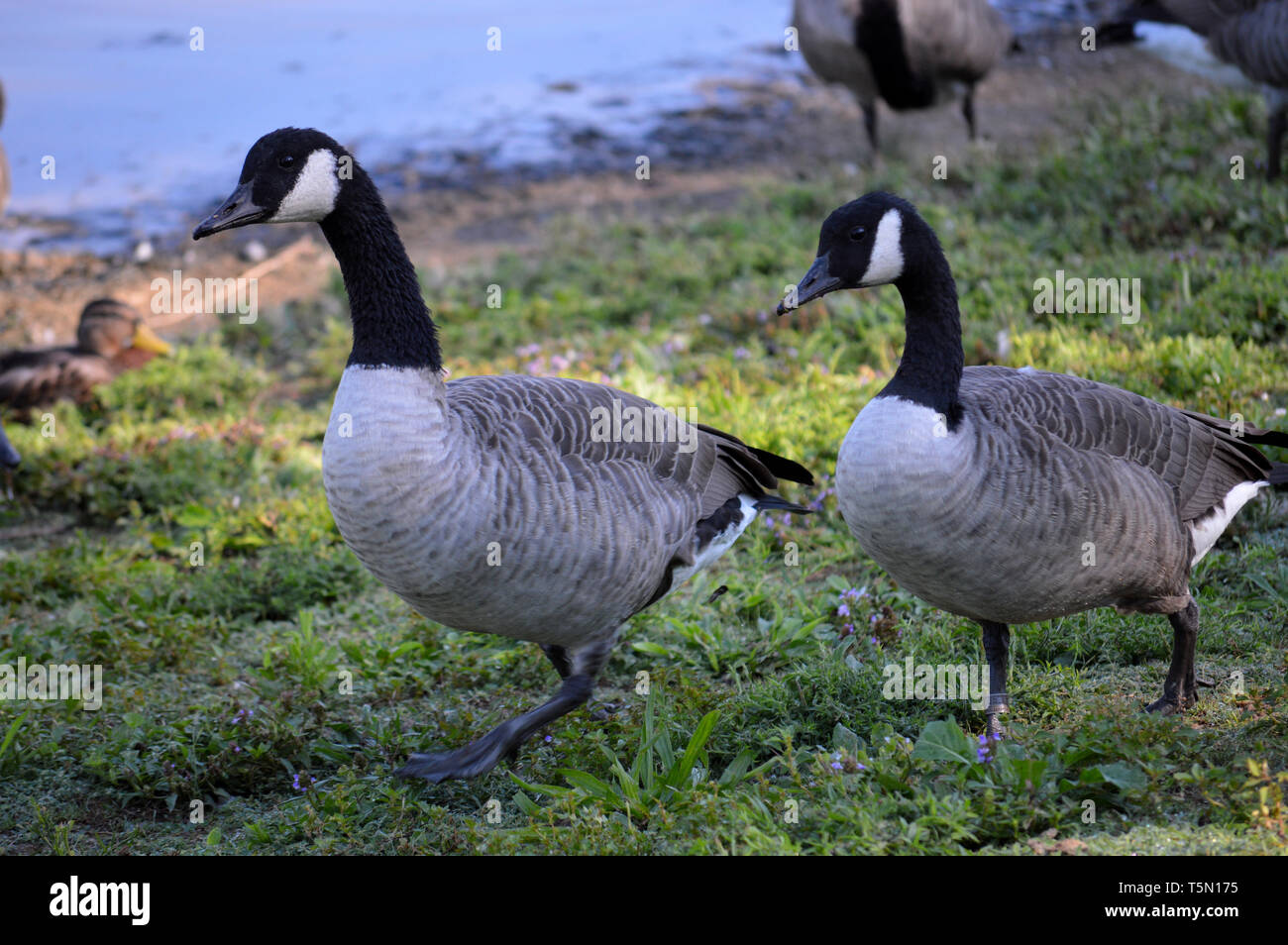 Two canadian geese hi-res stock photography and images - Alamy