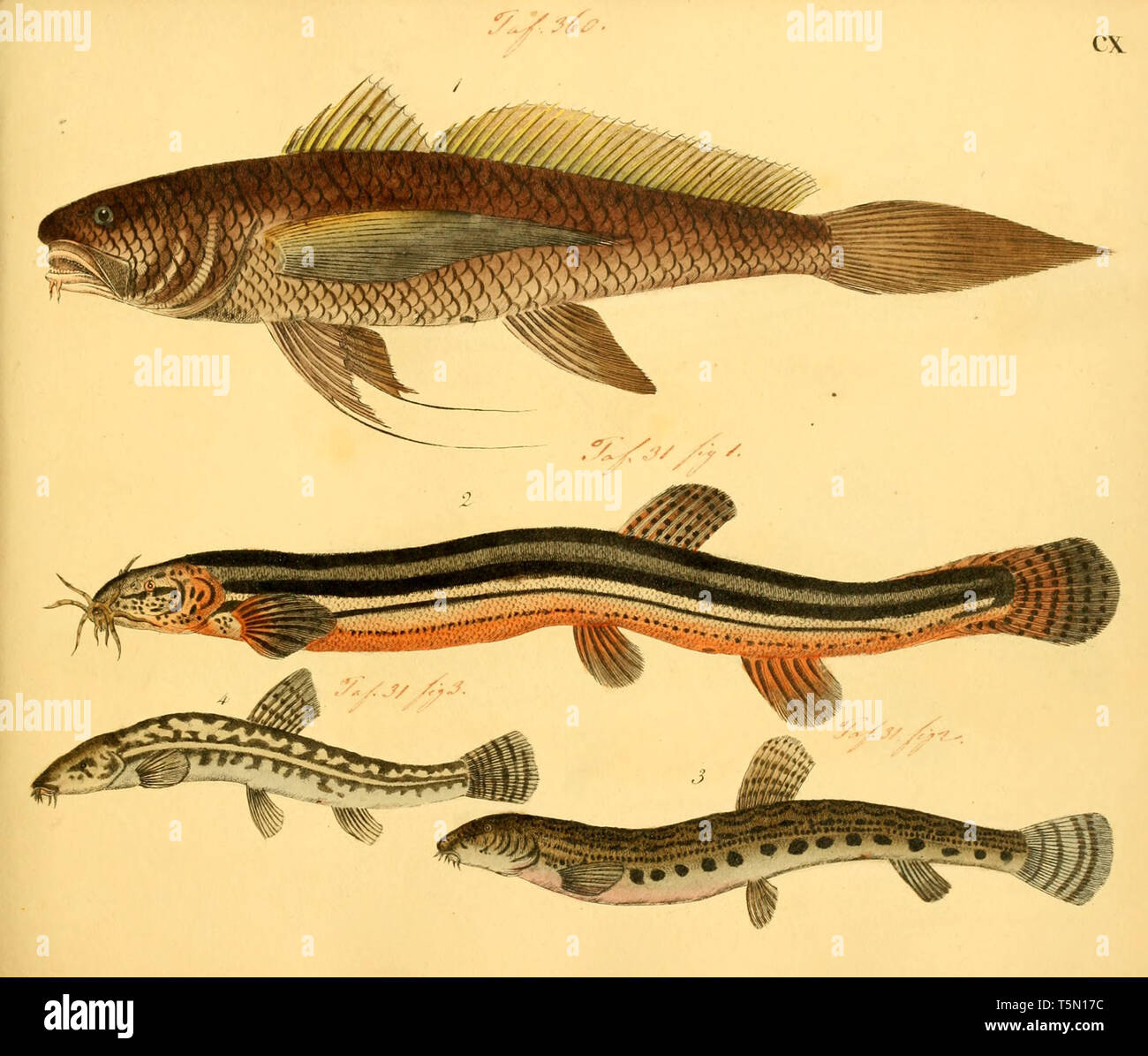 Beautiful vintage hand drawn illustrations of exotic fish and eels from ...