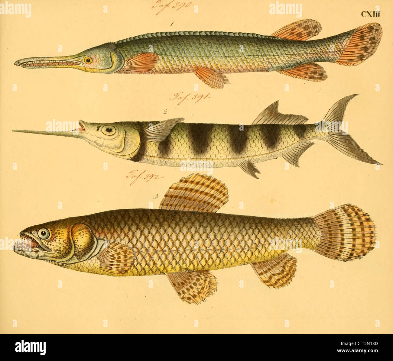 Beautiful vintage hand drawn illustrations of exotic fish and eels from ...
