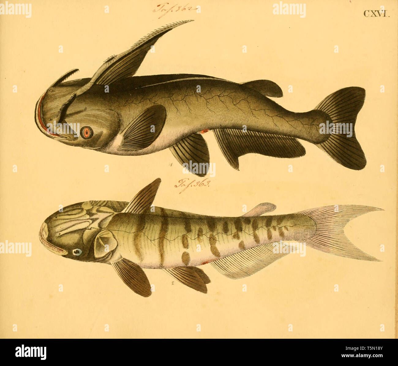 Beautiful vintage hand drawn illustrations of exotic fish and eels from ...