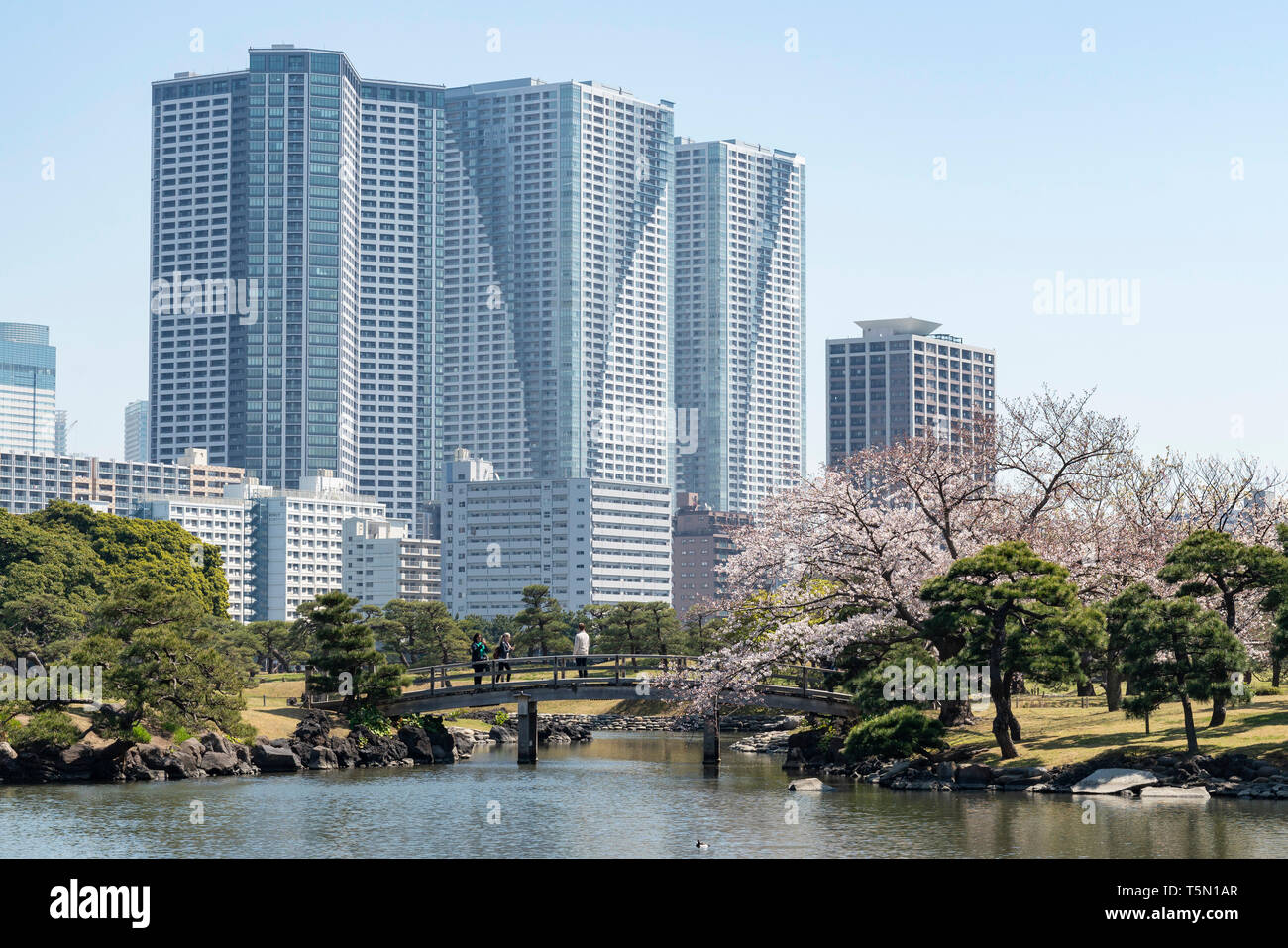 Cherry blossom hama rikyu gardens hamarikyu hi-res stock photography ...