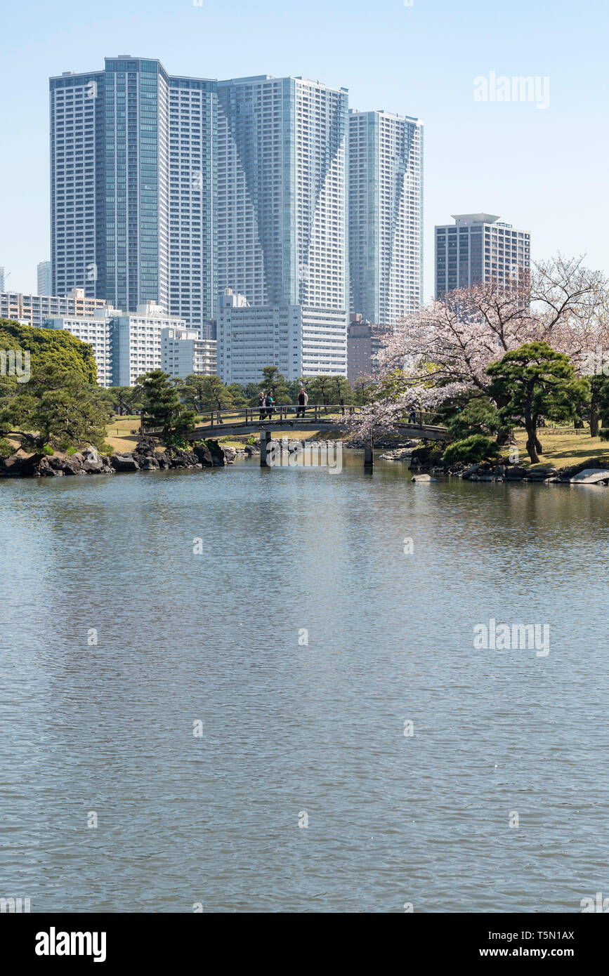 Cherry blossom hamarikyu hama rikyu hi-res stock photography and images ...