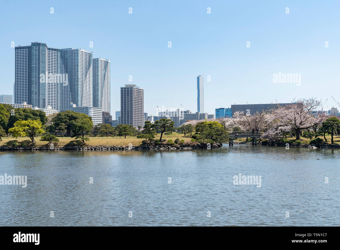 Cherry blossom hamarikyu hama rikyu hi-res stock photography and images ...