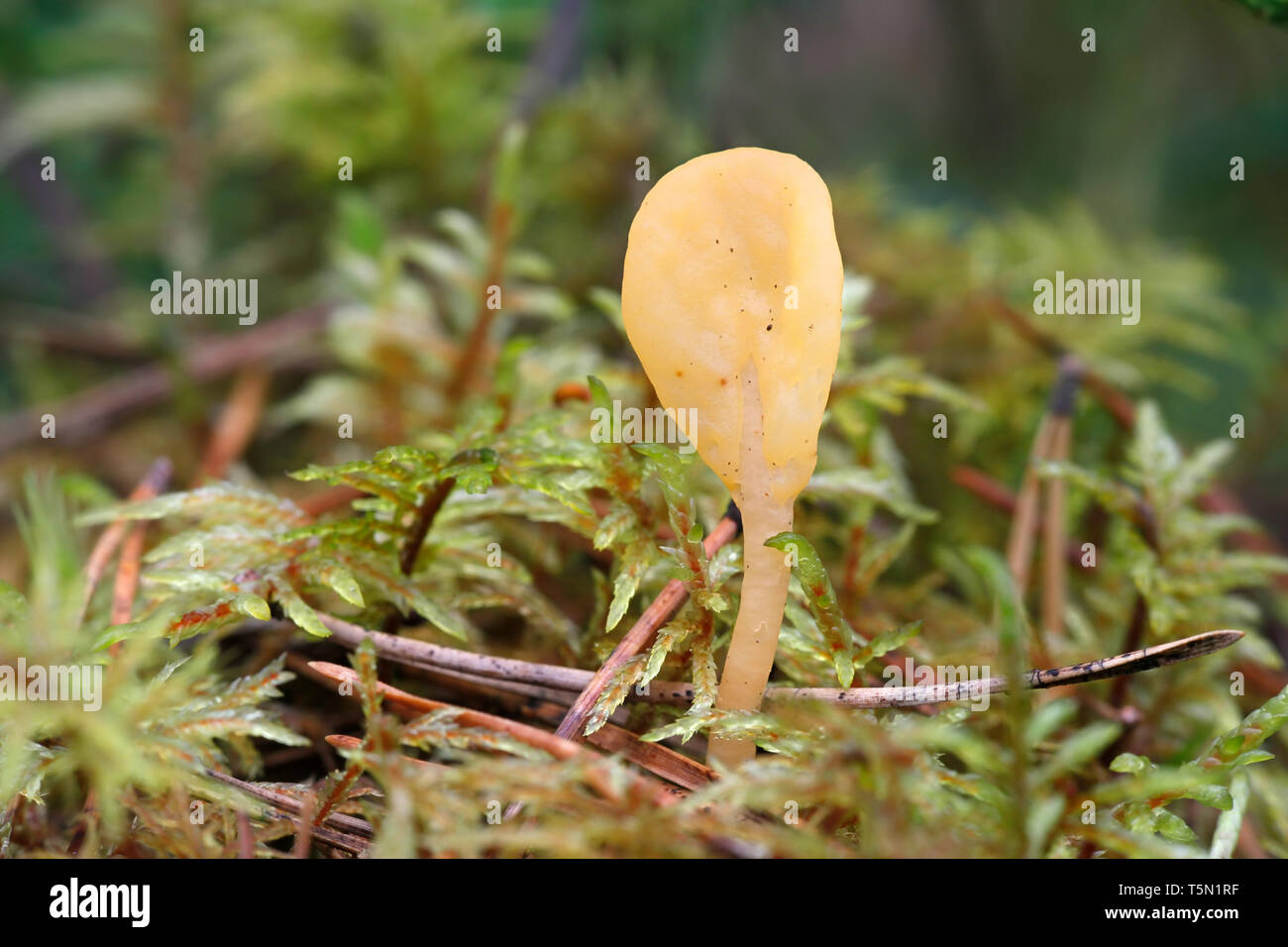Yellow earth tongue or fairy fan, Spathularia flavida Stock Photo - Alamy