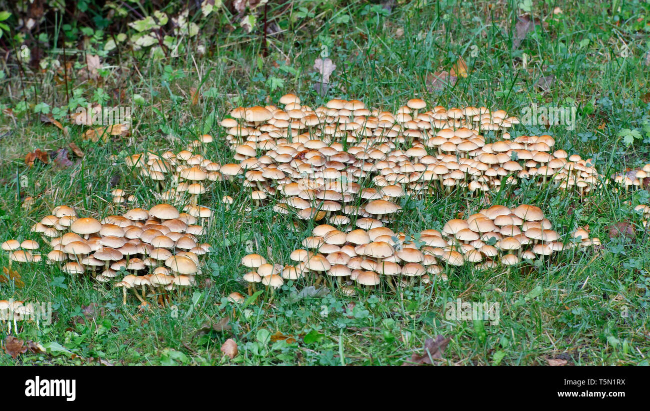 Hypholoma fasciculare, known as the sulphur tuft, sulfur tuft or ...