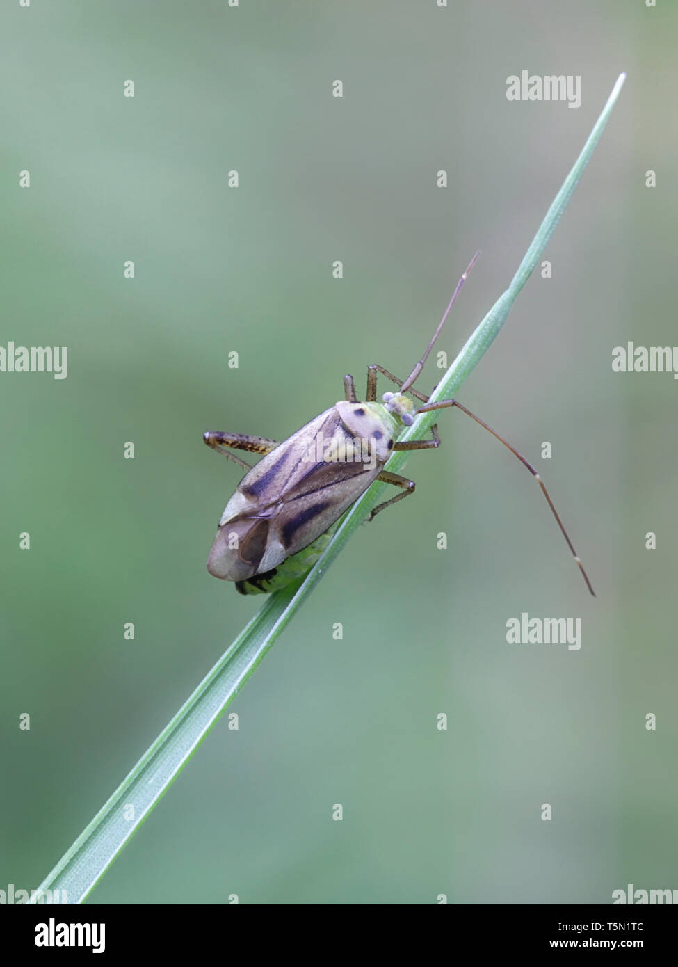 Capsid bug, also called mirid bug, Adelphocoris quadripunctatus Stock ...