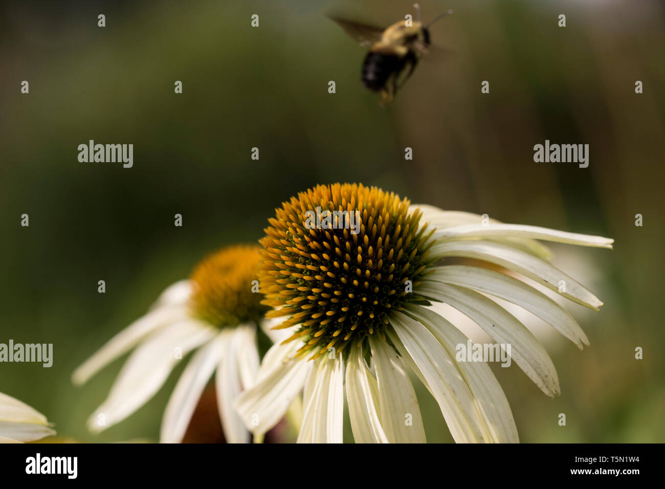 Flower Pollen Flying Pollen Wikipedia