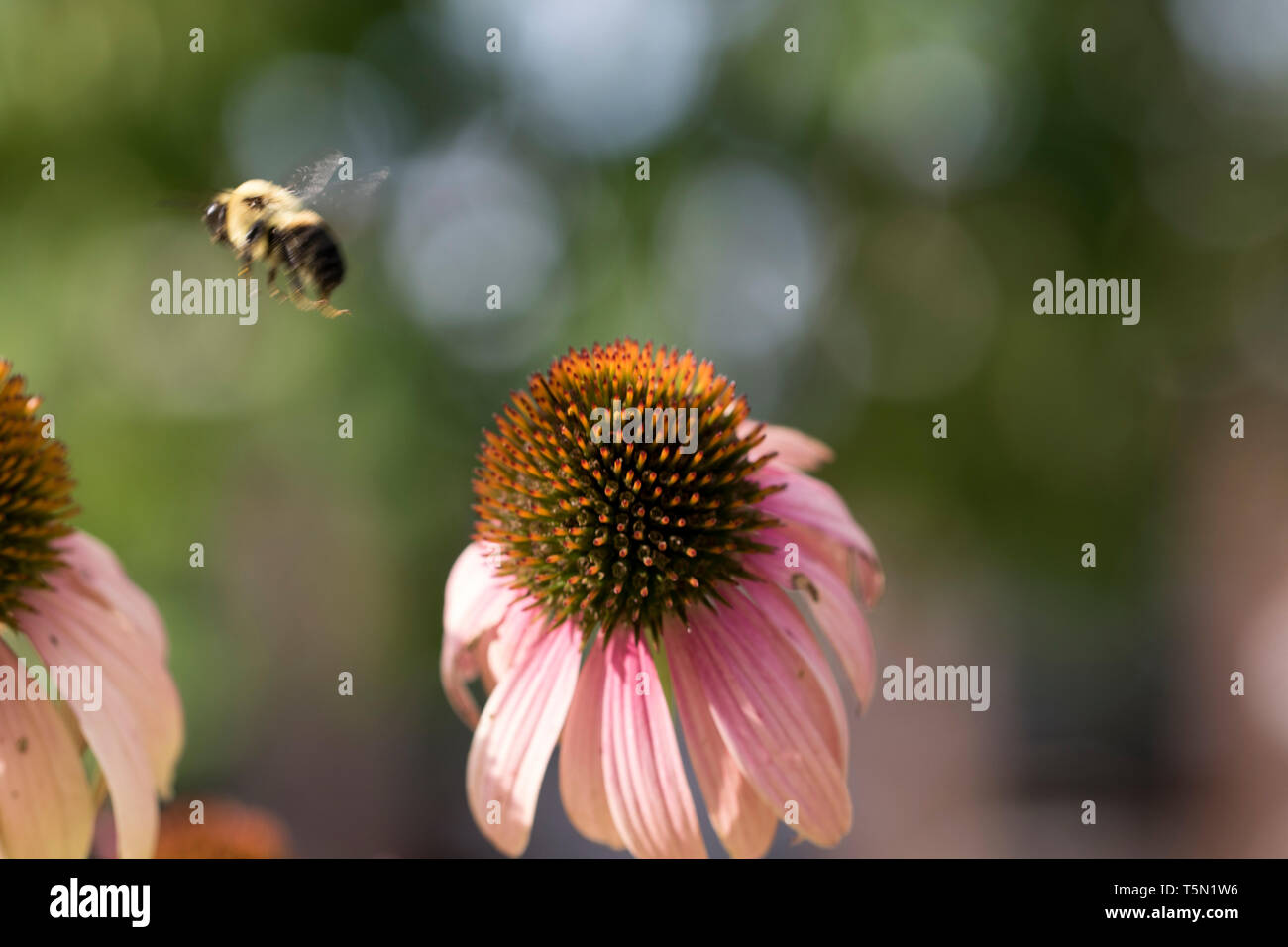 Flower Pollen Flying
