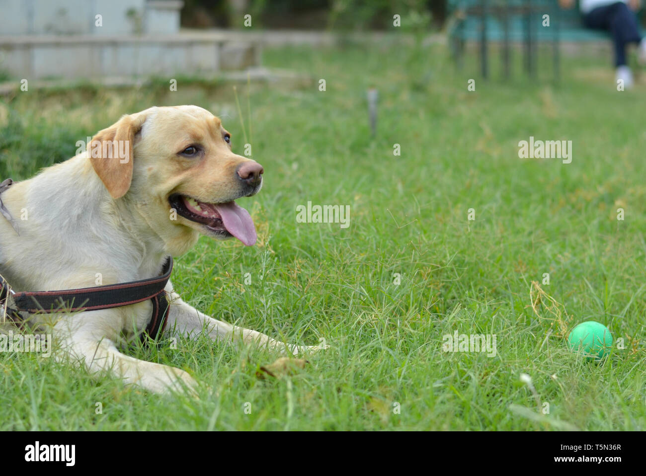Golden Labrador retriever with his ball sitting in a park with tongue ...