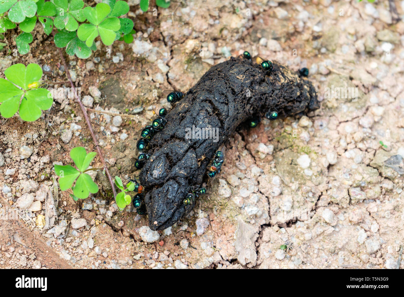 Flies on poo hi-res stock photography and images - Alamy