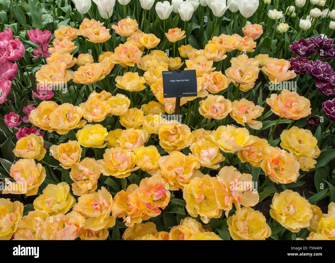 tulip called Vaya con dios blooming in a garden Stock Photo - Alamy