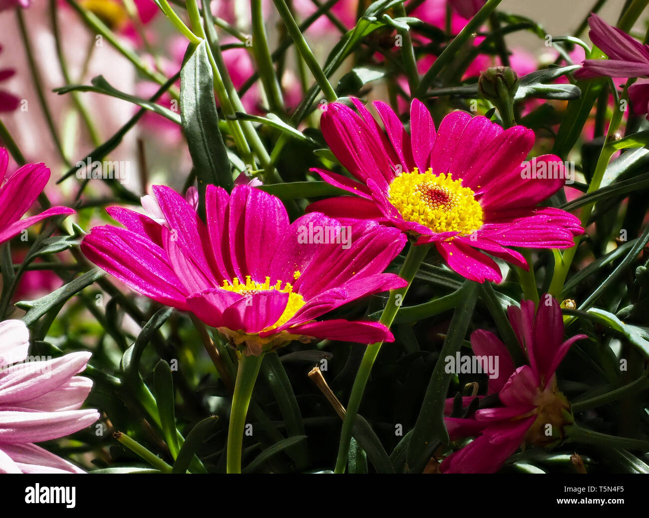 Colorful marguerite Robinson's red - red flower daisy marguerite Stock ...