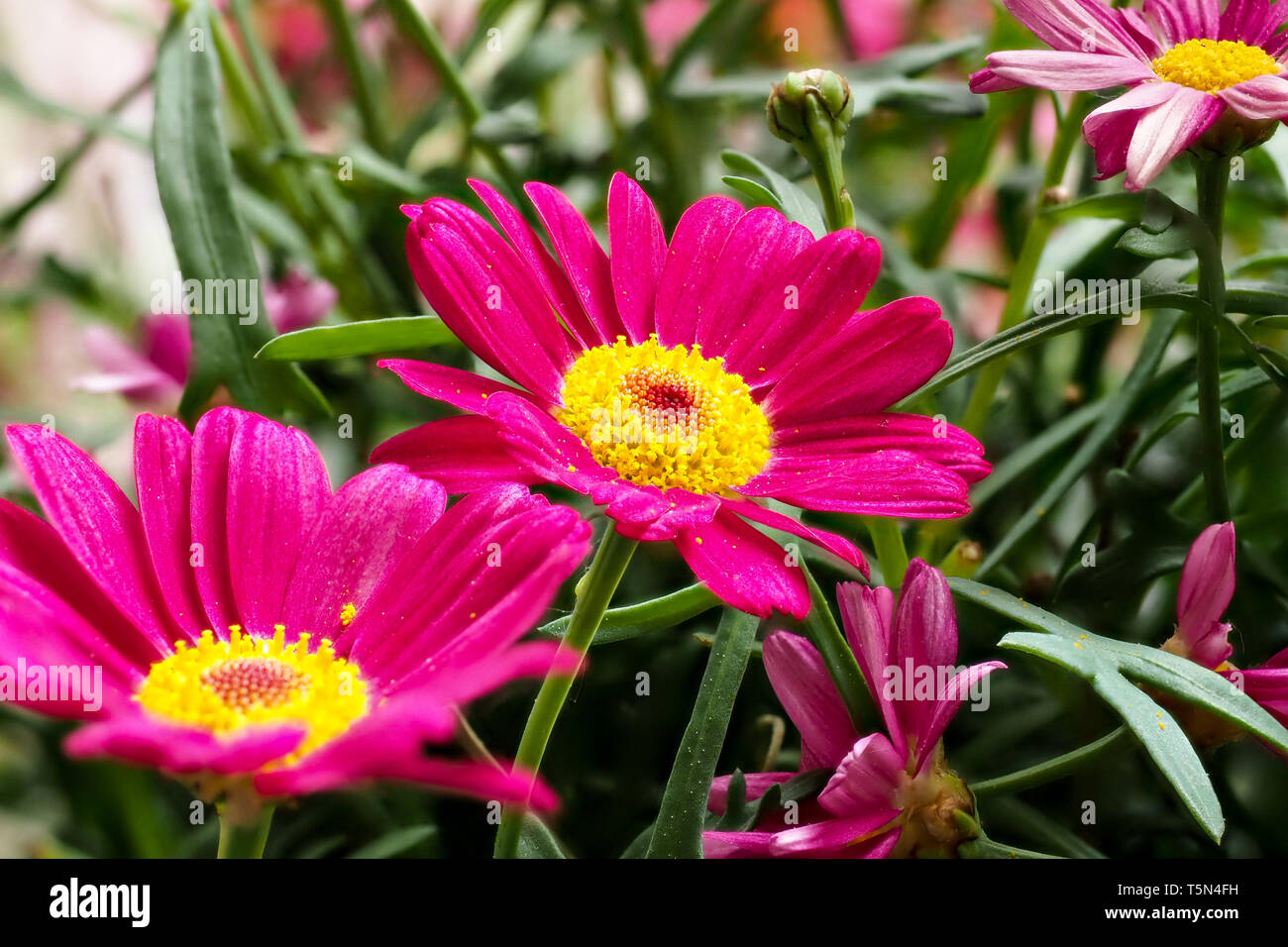 Colorful marguerite Robinson's red - red flower daisy marguerite Stock ...