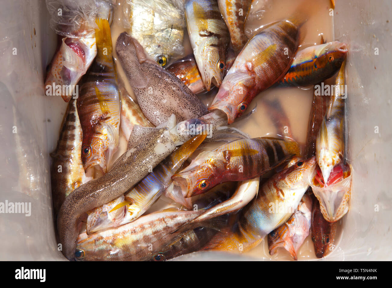 Fish of the mediterranean coast hi-res stock photography and images - Alamy
