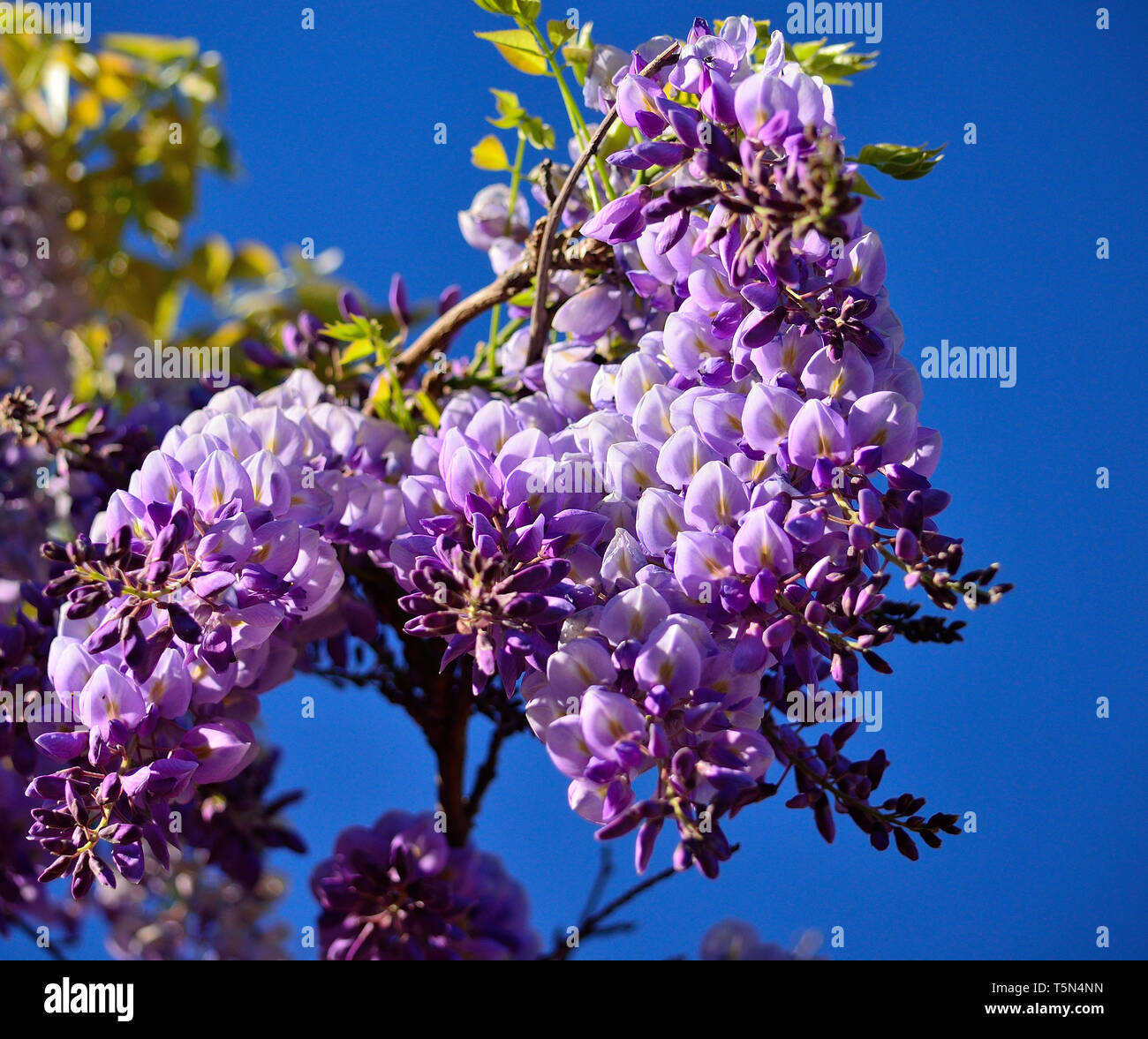 Branch with beautiful flowers in foreground and intense blue sky ...