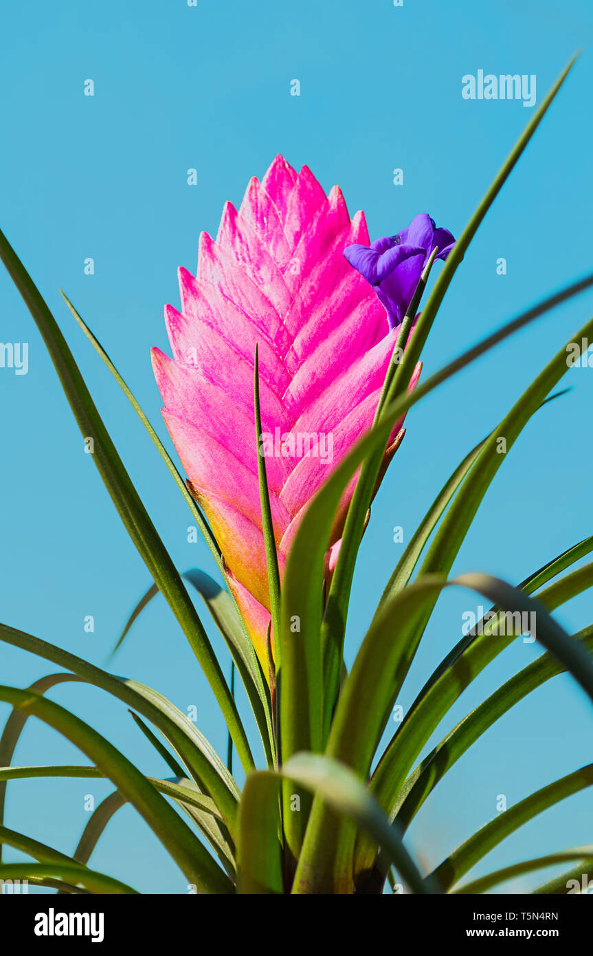 Tillandsia Cyanea Anita - closeup of pink peduncle and purple flower ...