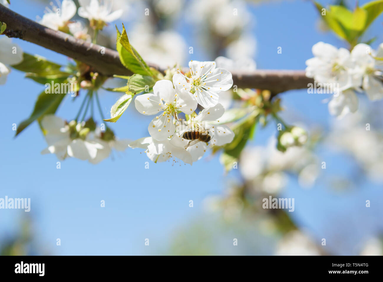 A tree full of cherry blossoms and insects: Springtime in Germany Stock ...