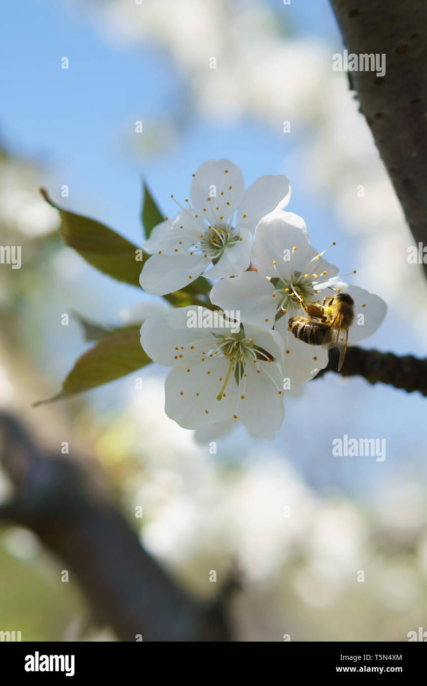 Tree with cherry blossoms hi-res stock photography and images - Alamy