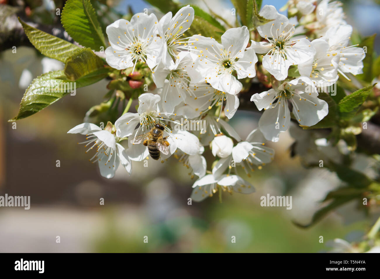 A tree full of cherry blossoms and insects: Springtime in Germany Stock ...