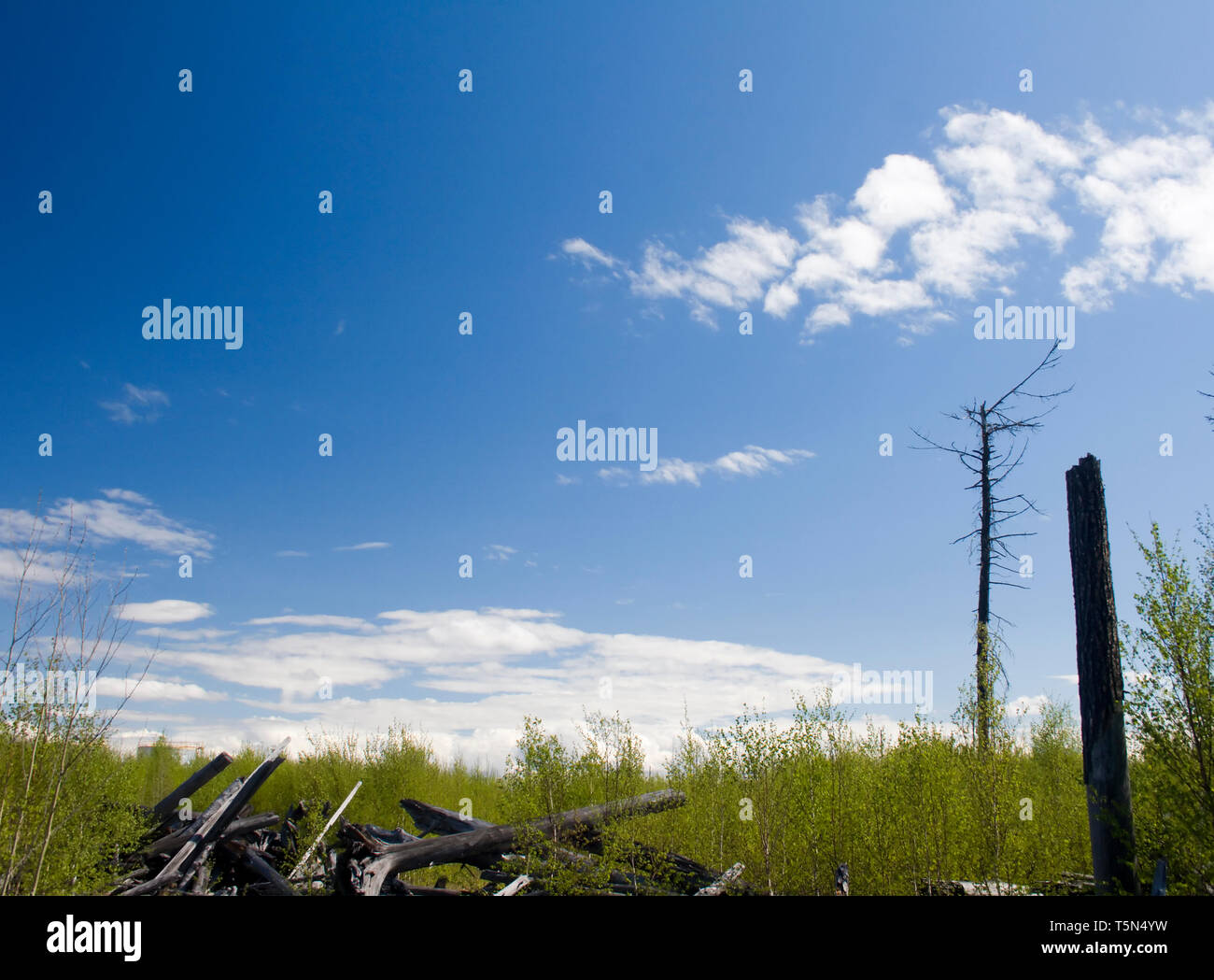 The burned down wood. Forest after a fire Stock Photo - Alamy