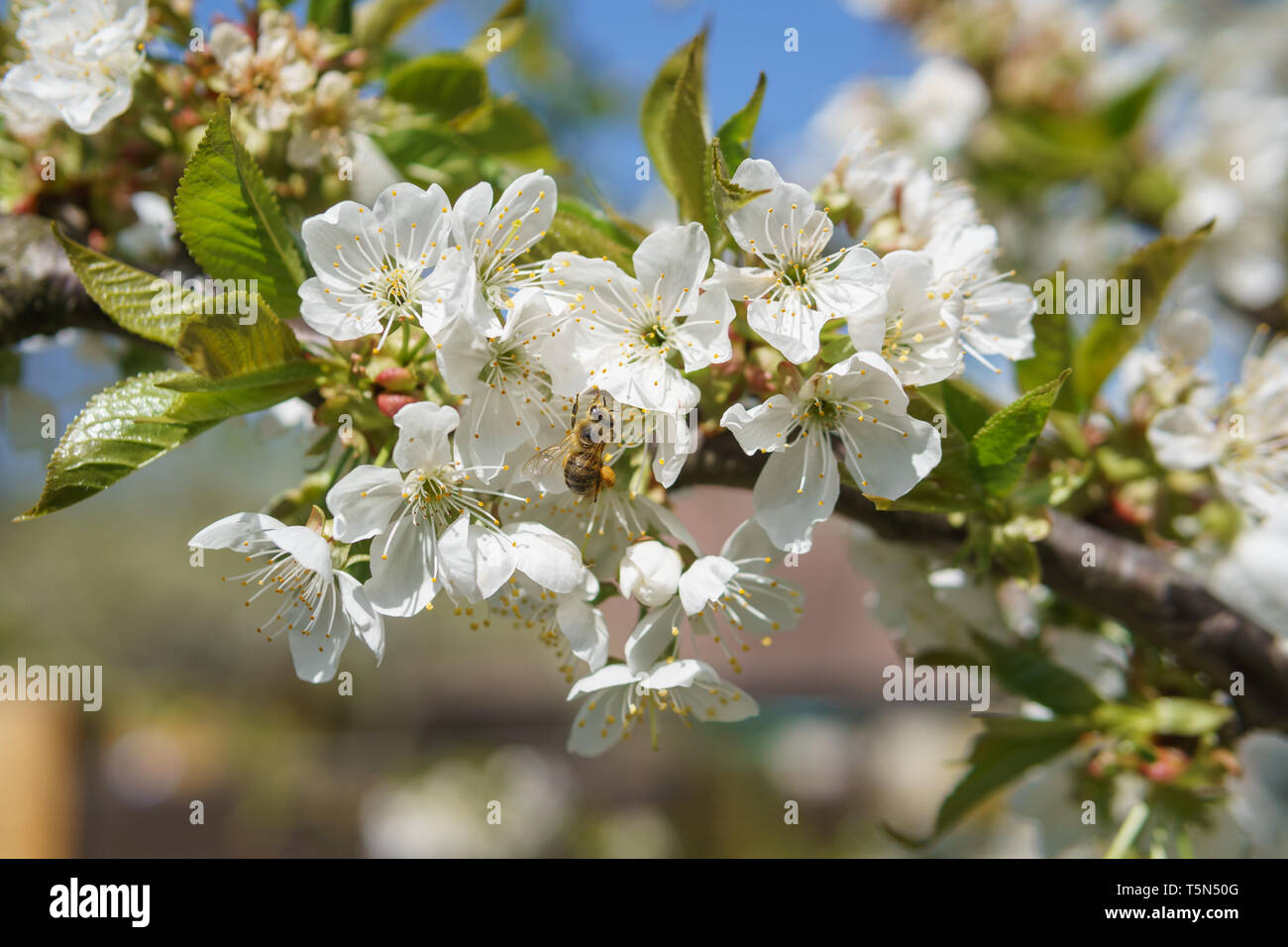A tree full of cherry blossoms and insects: Springtime in Germany Stock ...