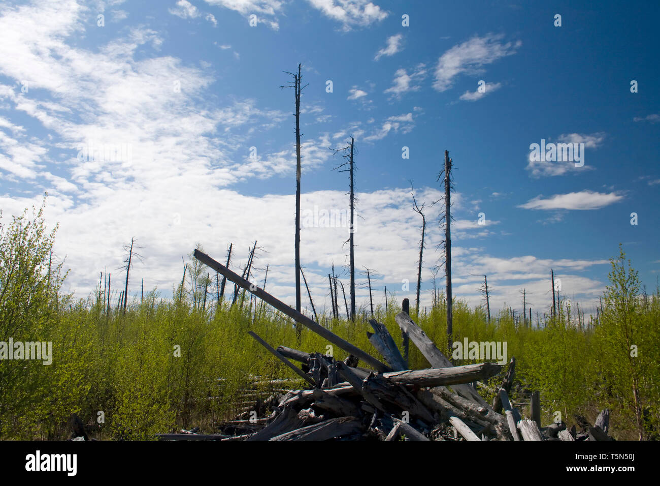 The burned wood. Forest after a fire Stock Photo - Alamy