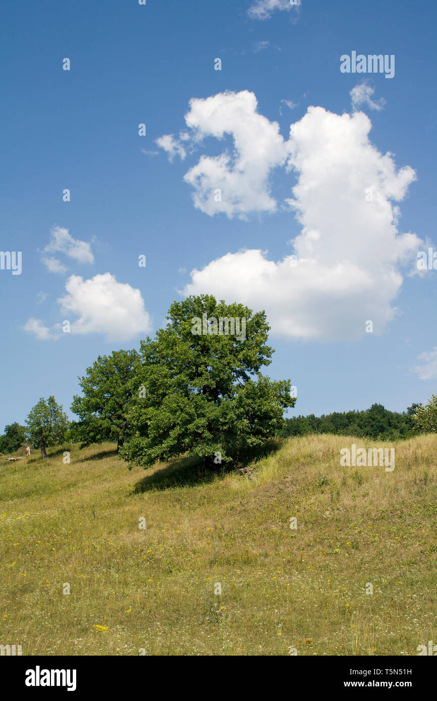 Green trees on a slope Stock Photo - Alamy