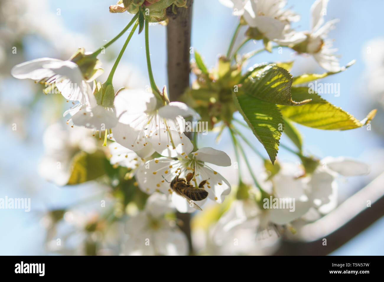 A tree full of cherry blossoms and insects: Springtime in Germany Stock ...