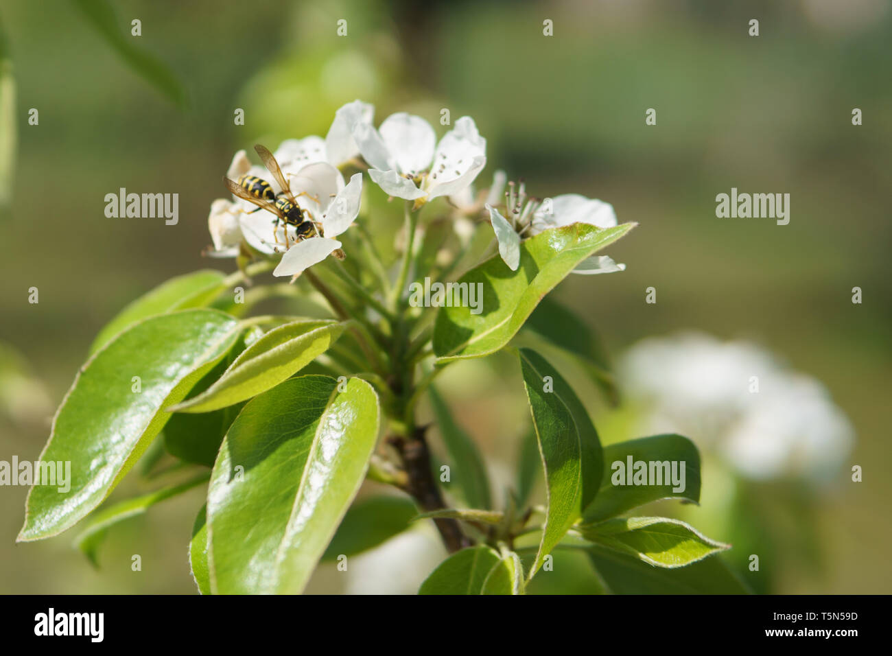 A tree full of cherry blossoms and insects: Springtime in Germany Stock ...
