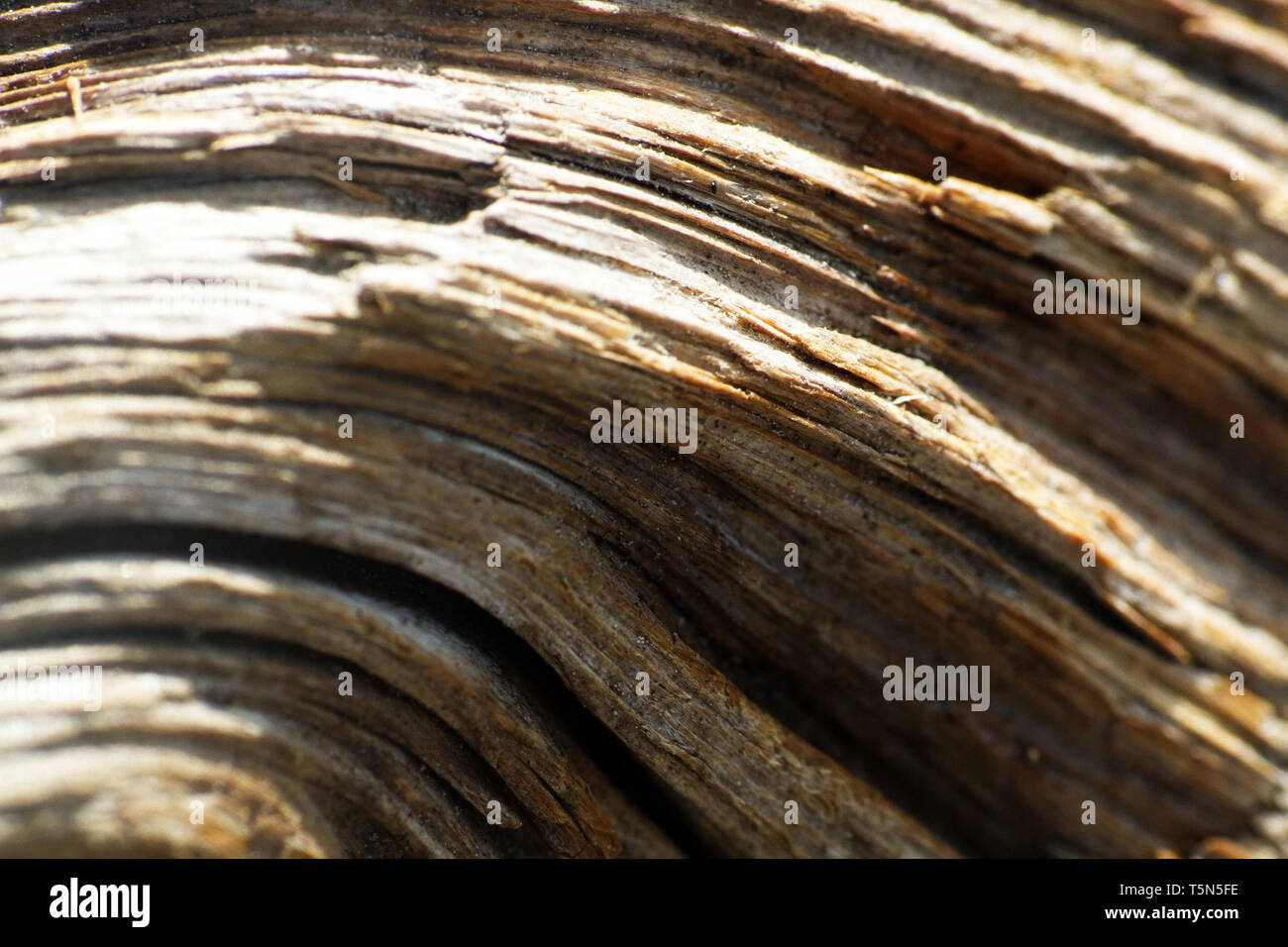 Wood Texture, Wooden Grain macro Background. channels in the wood under ...