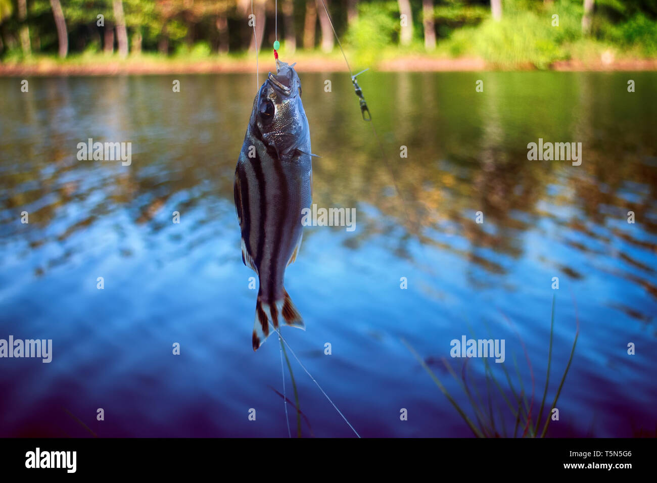 Fishing in India. Coral fish - sea fishing from shores of exotic sea ...