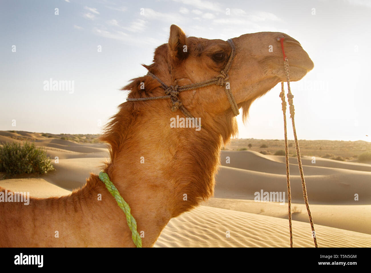 Arrogant proud camel dromader on the background of dunes. Portrait in ...